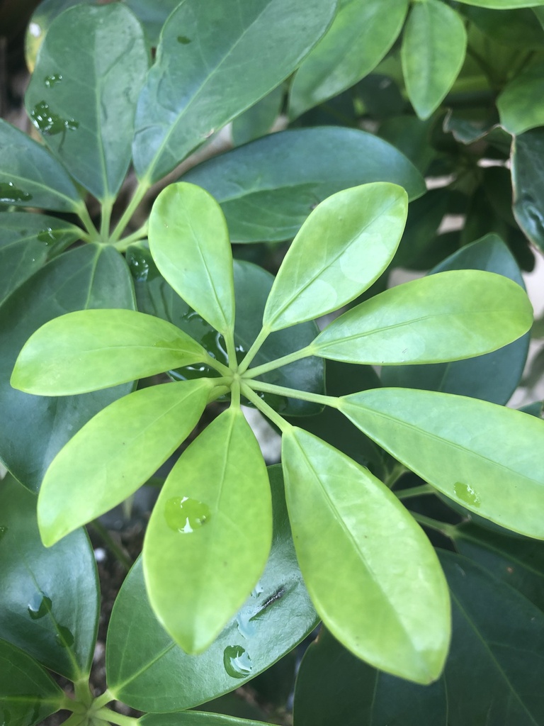 Miniature umbrella tree from Grand Bahama, Freeport, BS on April 11 ...