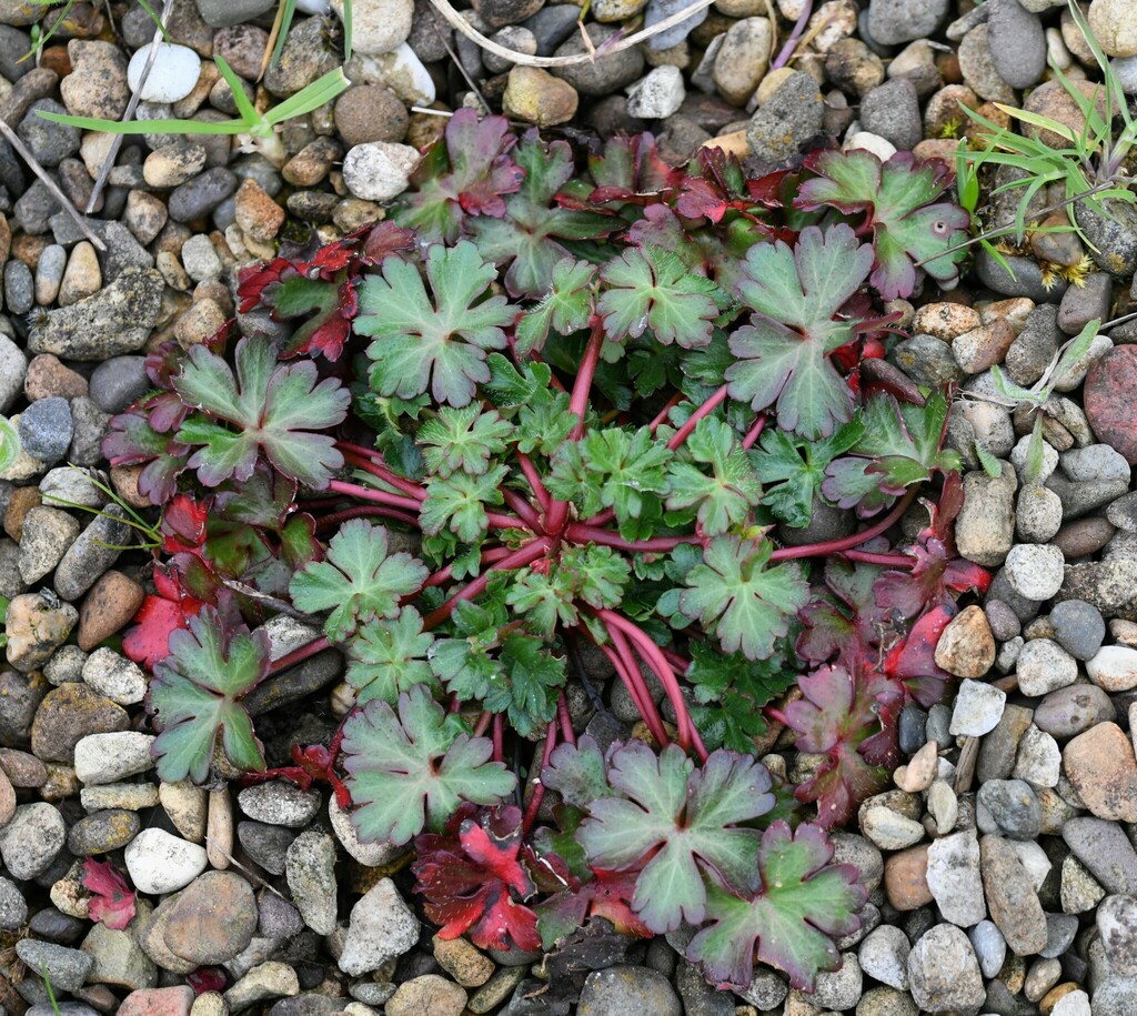 Shining Crane's-bill from York, UK on April 11, 2024 at 04:46 PM by ...