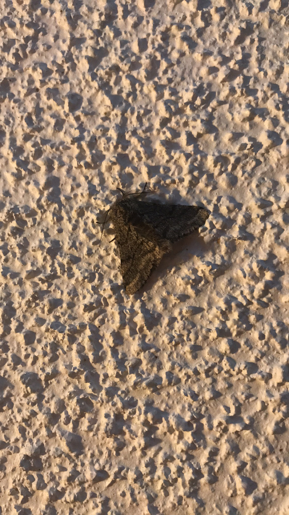 Stout Spanworm Moth from North Okanagan on April 12, 2024 at 07:27 AM ...