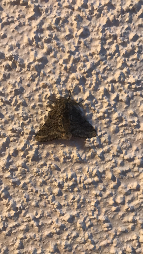 Stout Spanworm Moth from North Okanagan on April 12, 2024 at 07:28 AM ...