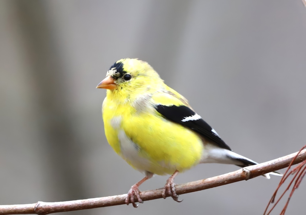 American Goldfinch from Second Woods Park, St. Catharines, ON, Canada ...