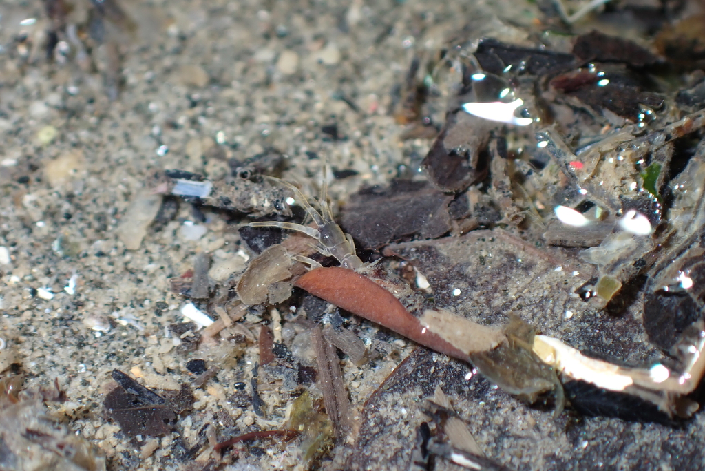 Ischyroceridae in April 2024 by Yui Hong Chiu. some sort of tube ...