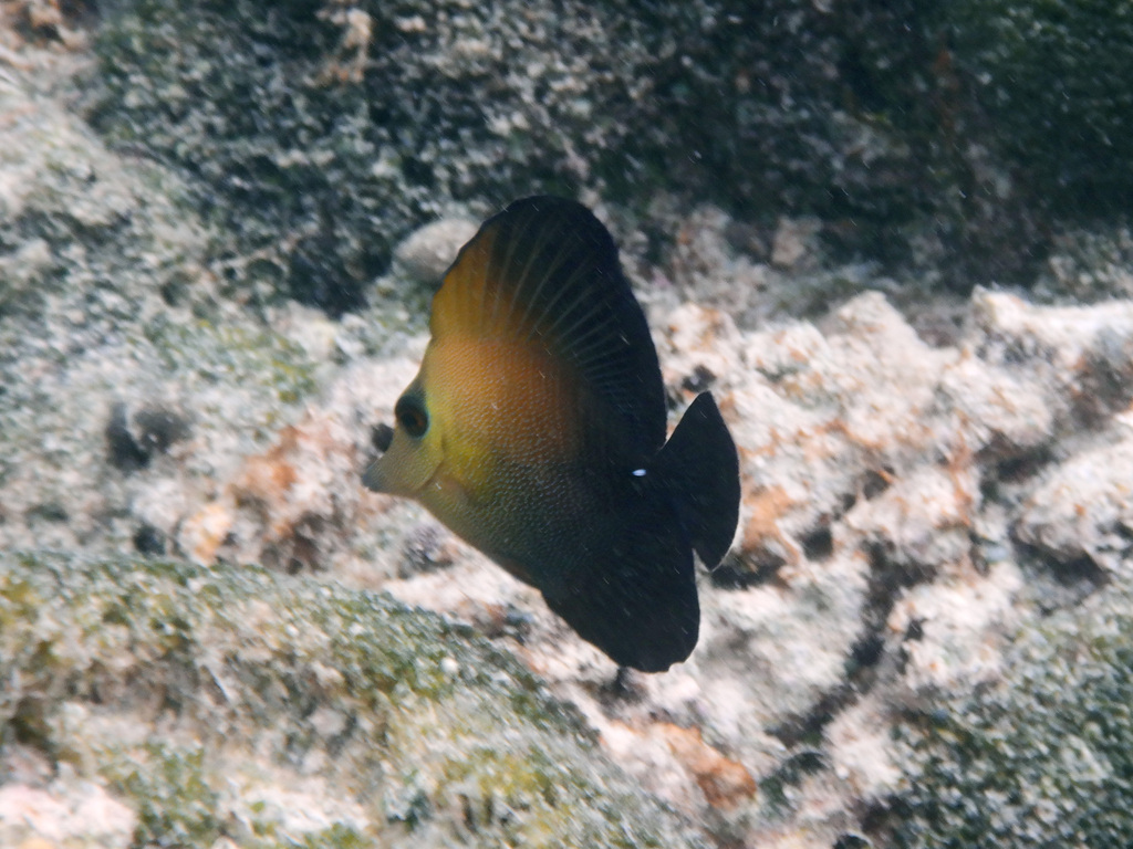 Brown Tang from Ba, Western, Fiji on August 29, 2023 at 12:36 PM by ...