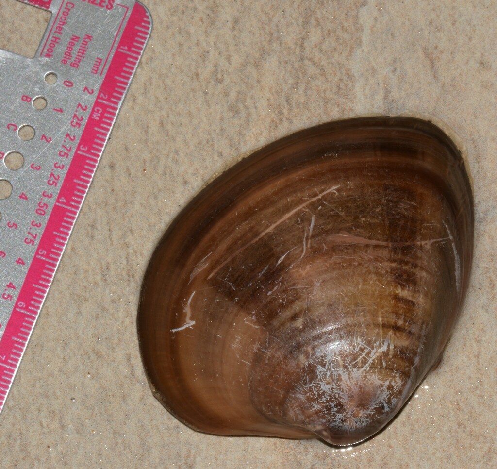 Chocolate Clam from Palos Prietos, Mazatlán, Sin., Mexico on March 30 ...