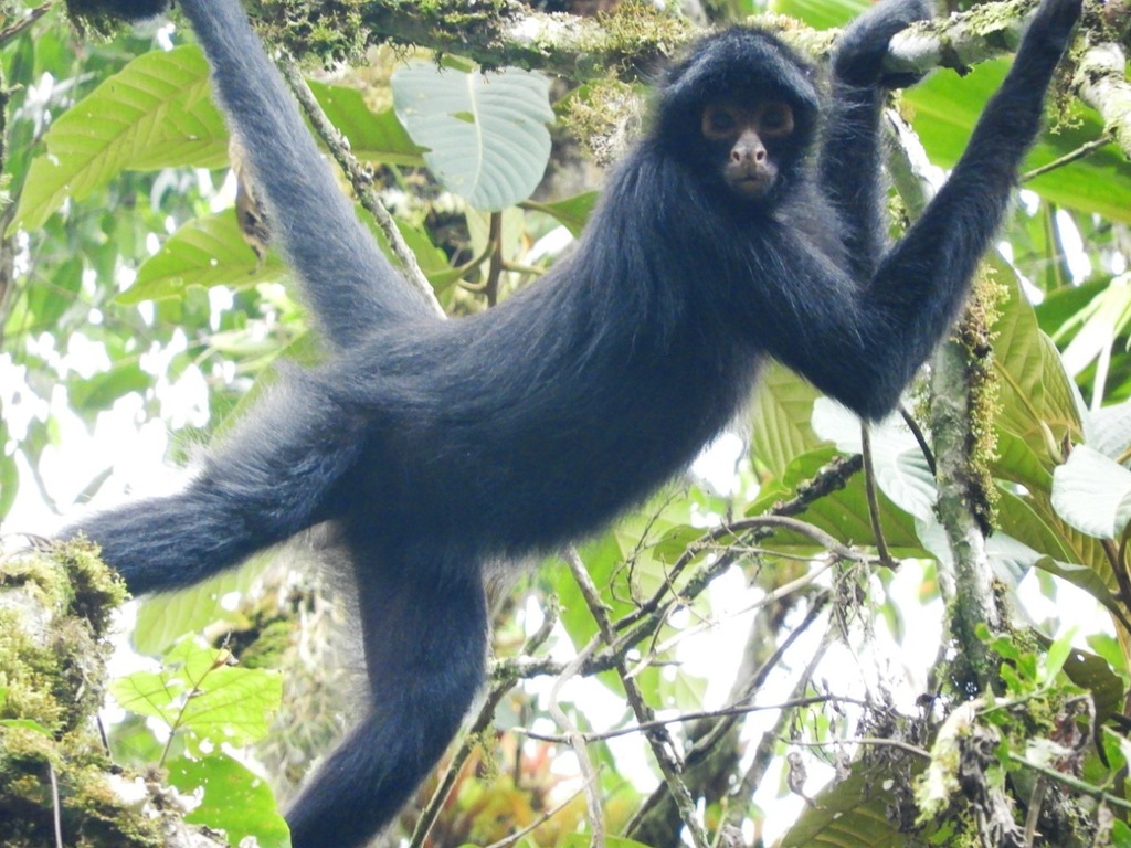 Spider Monkeys (Ateles) - Know Your Mammals