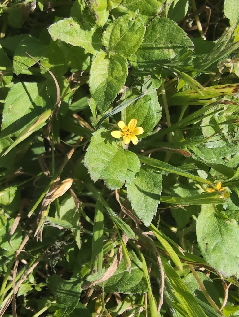 straggler daisy from Georgetown, TX, USA on April 12, 2024 at 10:41 AM ...