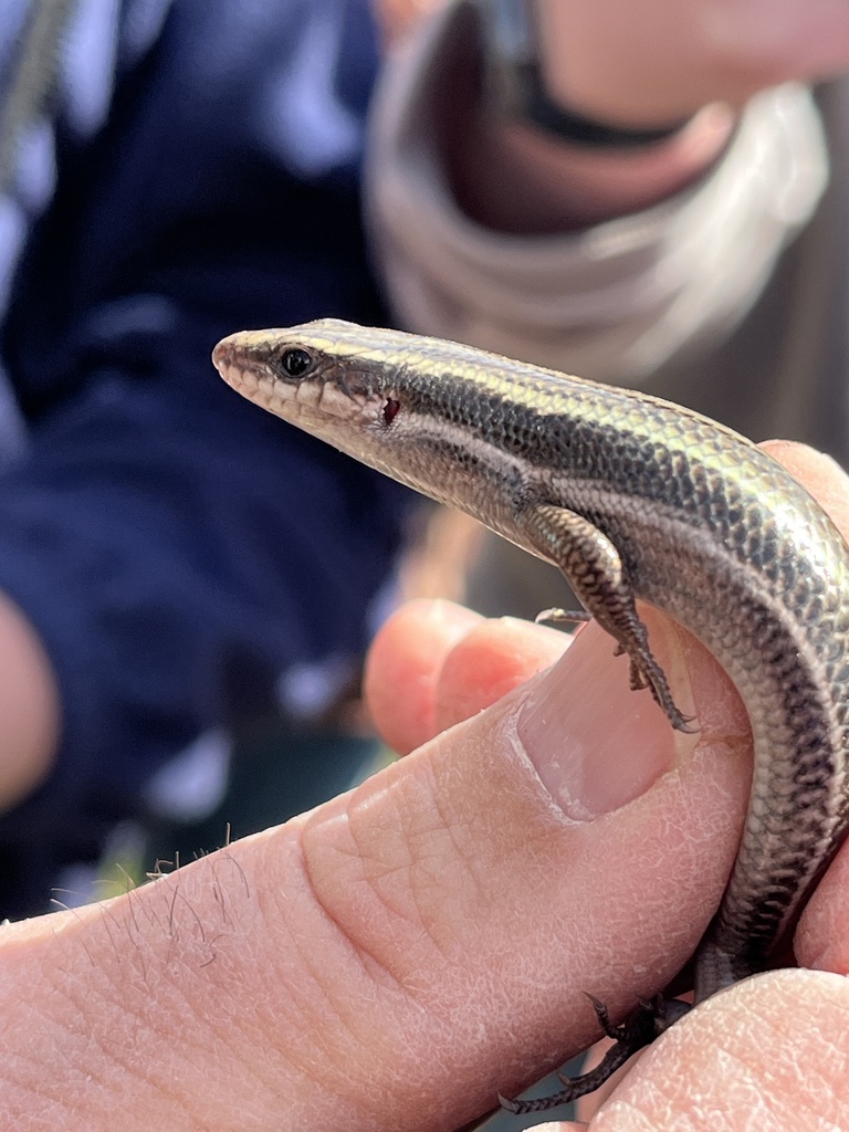 Common Five-lined Skink from Fillmore, MO, US on April 11, 2024 at 02: ...