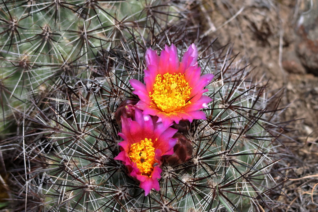 Columbia Plateau Cactus in April 2024 by jhiker1 · iNaturalist