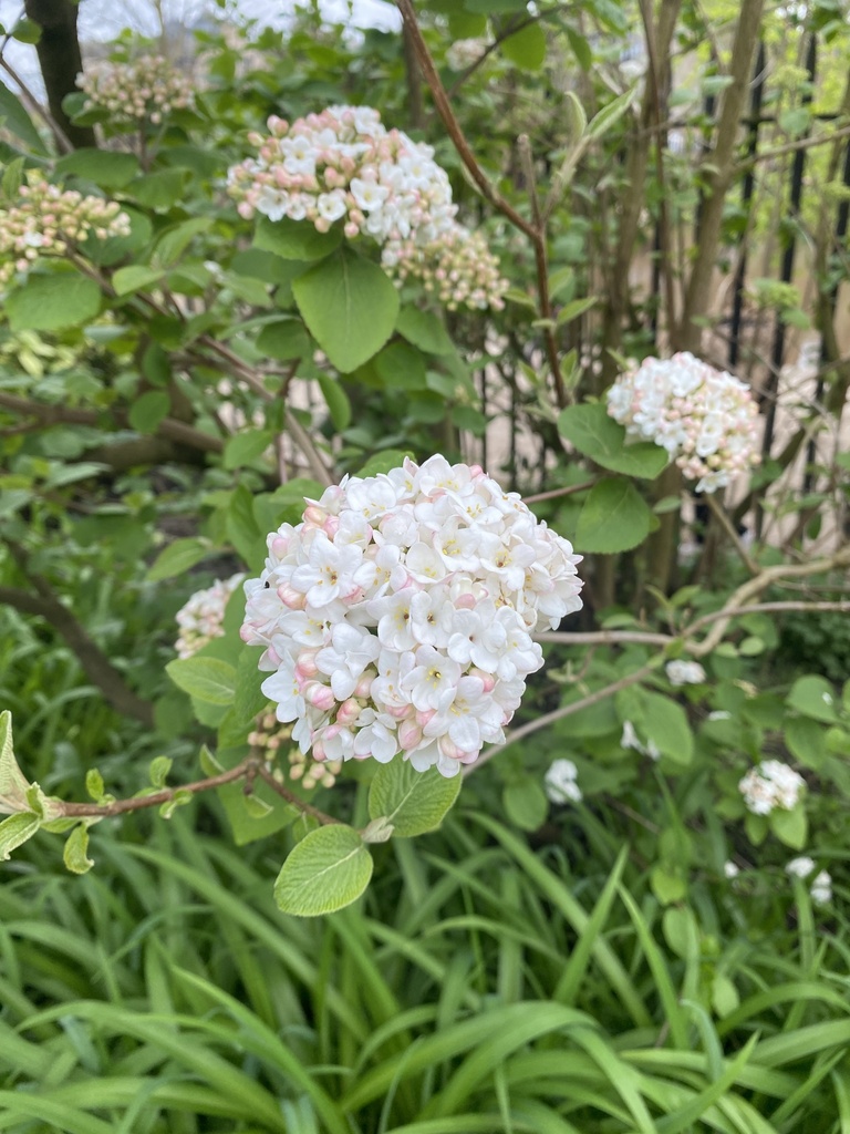 fragrant snowball viburnum from The Boathouse, York, England, GB on ...