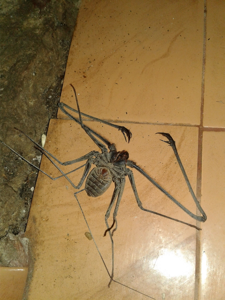 Phrynichus ceylonicus from Thamankaduwa, LK-PR, LK on April 28, 2019 at ...