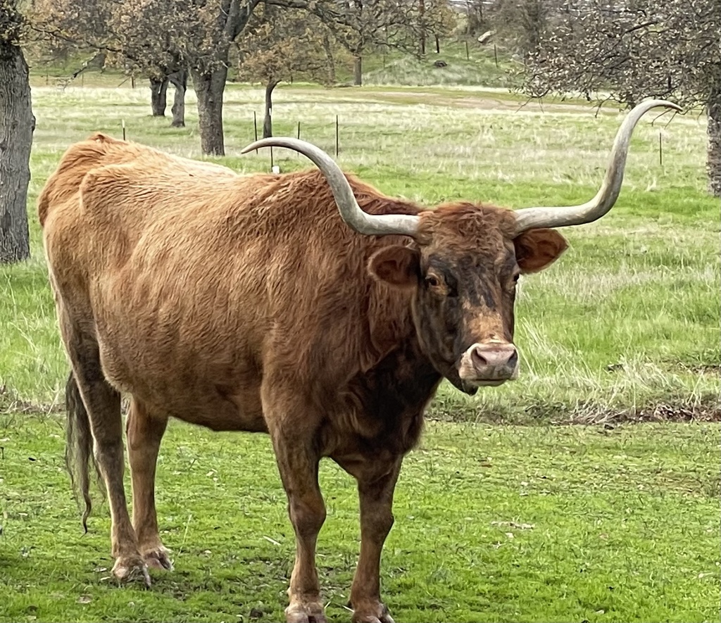 Domestic Cattle from Jamestown, CA, US on April 2, 2024 at 04:49 PM by ...