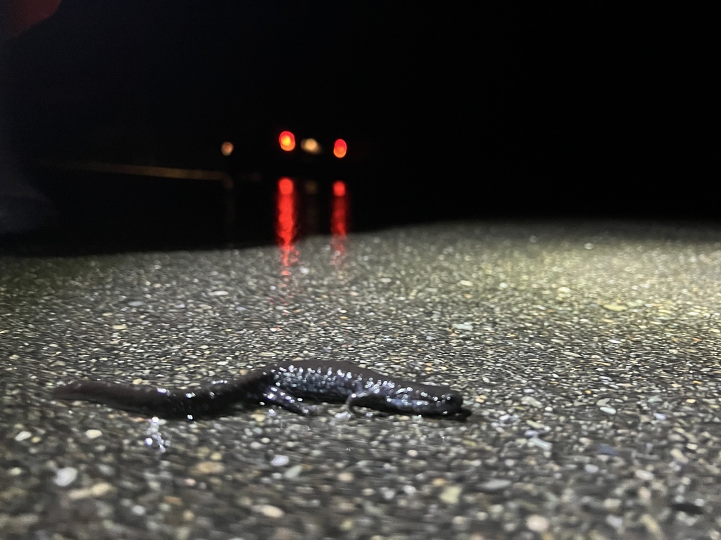 Unisexual Mole Salamander Complex from Hartland Rd, Canaan, ME, US on ...