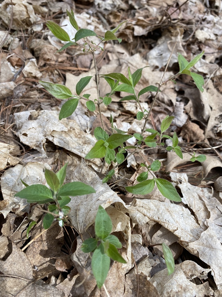honeysuckles from Michigan State University, East Lansing, MI, US on ...