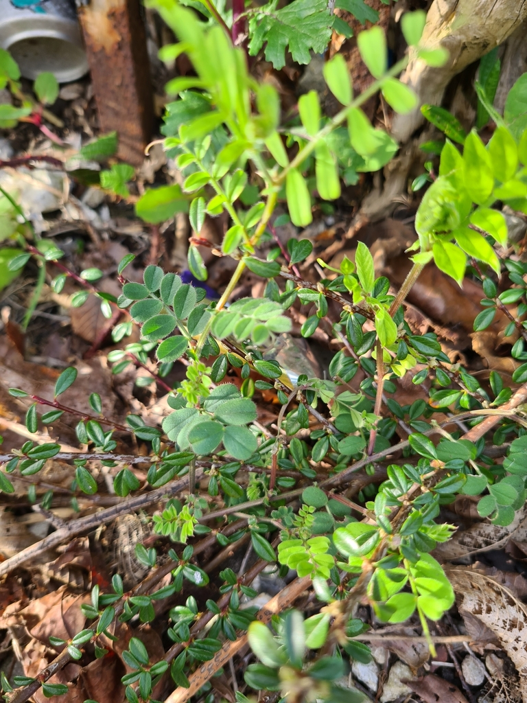 Common Vetch from Halewood, UK on April 12, 2024 at 06:15 PM by porl ...