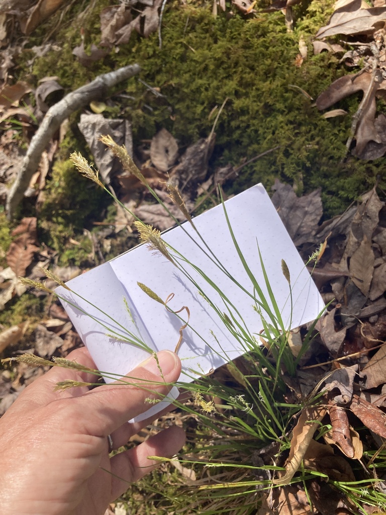 slender woodland sedge from Potomac Heritage National Scenic Trail ...