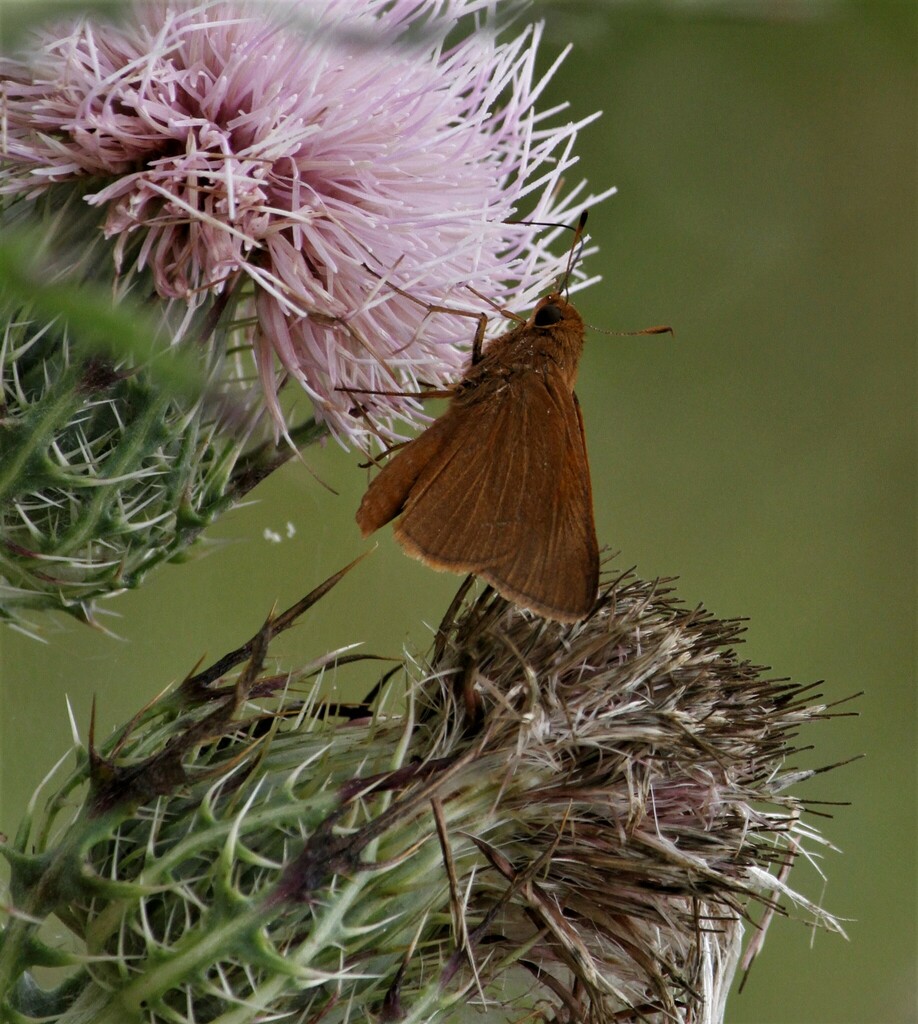 Palatka Skipper from Long Pine Key Nature Trail North Trailhead, Long ...