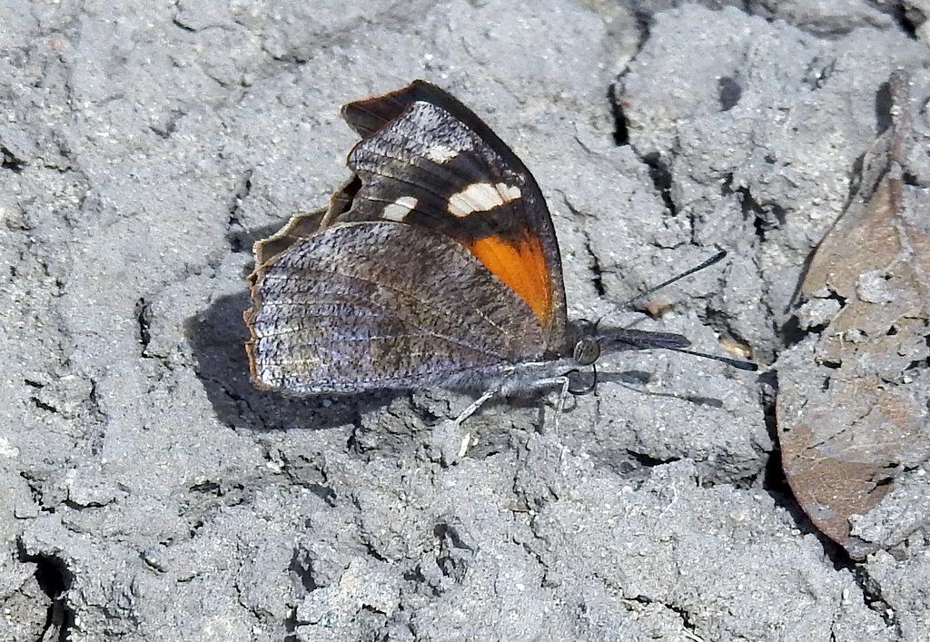 American Snout from Greenville, TX, USA on April 7, 2024 at 01:22 PM by ...