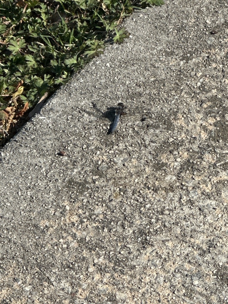 Blue Corporal from Pine Lake, Pine Lake, GA, US on April 4, 2024 at 05: ...