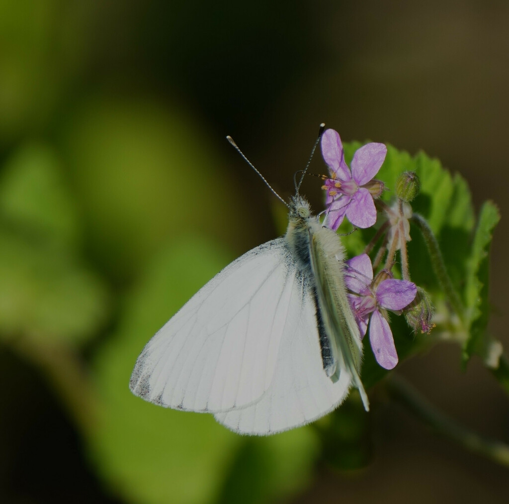 Green-veined White from torrente Entella, Lavagna GE, Italia on April ...