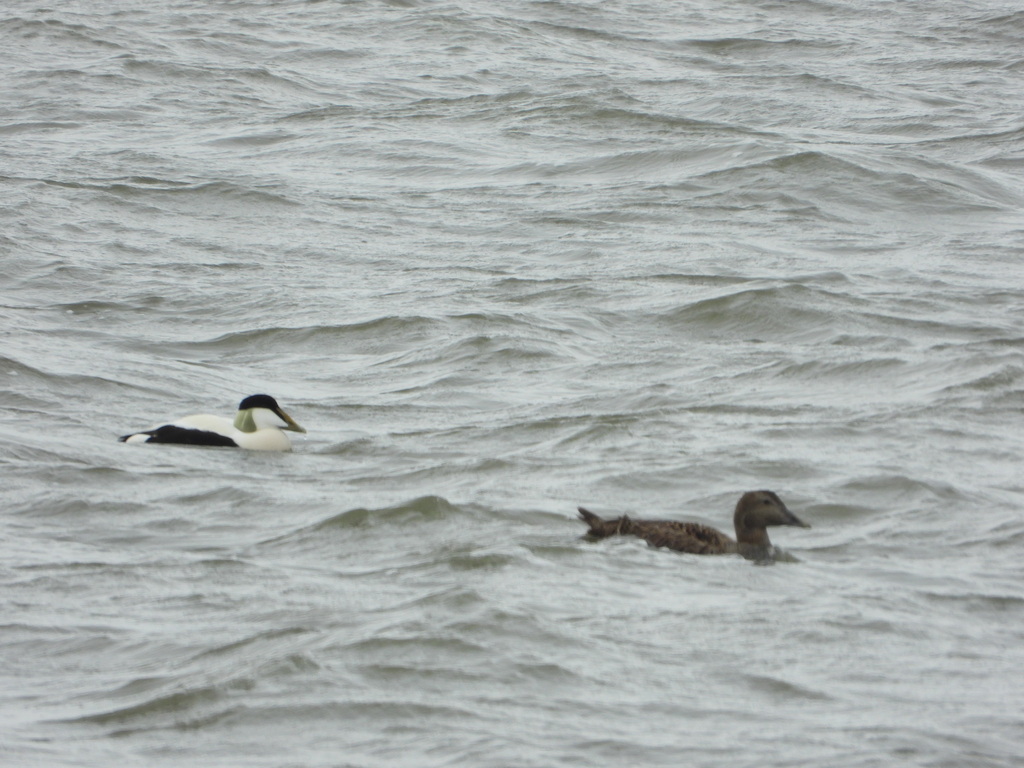 Common Eider in April 2024 by garethwilson · iNaturalist