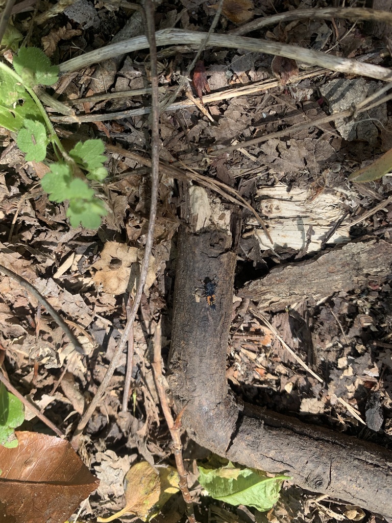 Winged and Once-winged Insects from E Rosemary St, Chapel Hill, NC, US ...