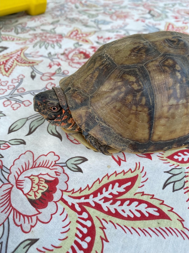 Common Box Turtle in October 2023 by hadleyh · iNaturalist