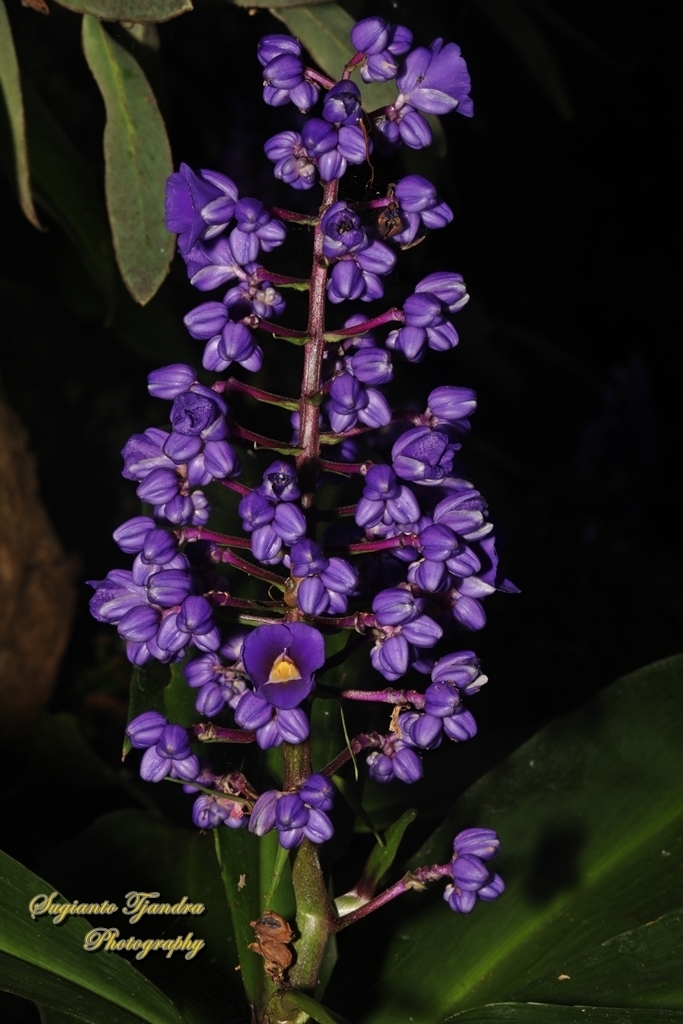 Blue ginger from Sydney NSW, Australia on March 27, 2024 at 06:26 AM by ...