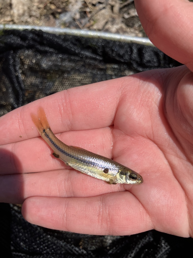 Bluntnose Minnow from Lake Harriet, Minneapolis, MN, US on April 12 ...
