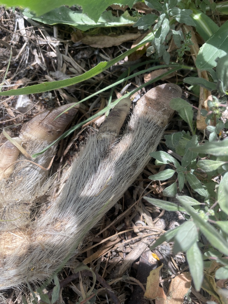 Wild Boar from US-283, Santa Anna, TX, US on April 12, 2024 at 02:27 PM ...