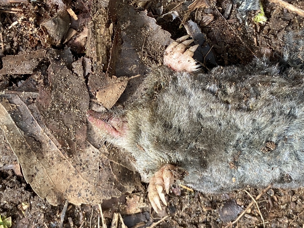 Coast Mole from Campbell Heights, Surrey, BC, CA on April 12, 2024 at ...