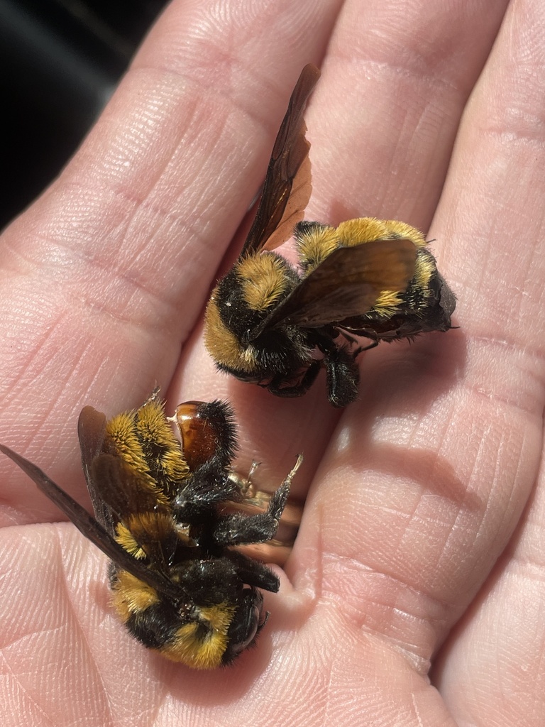 Sonoran Bumble Bee from US-283, Santa Anna, TX, US on April 12, 2024 at ...