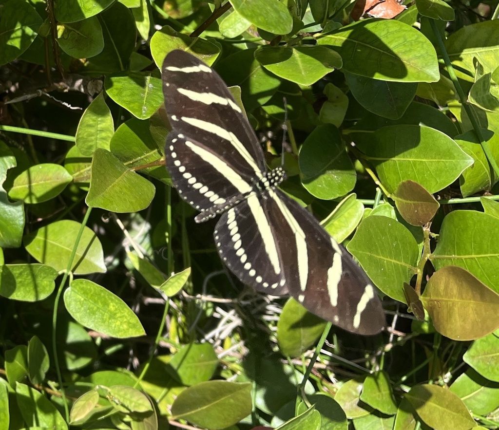 Zebra Longwing from SE Fifth Ave, Dania Beach, FL, US on April 12, 2024 ...