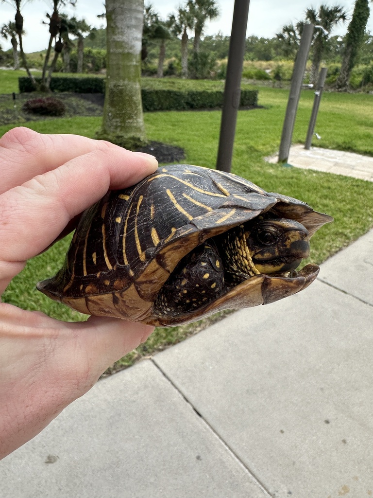 Florida Box Turtle from Big Marco Island, Marco Island, FL, US on April ...