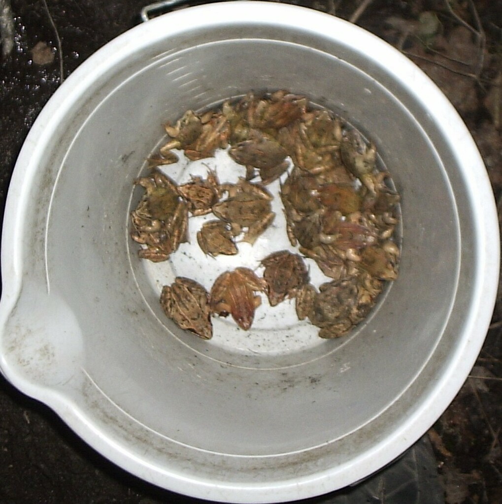 Moor Frog from Sovetskiy Rayon, Novosibirsk, Novosibirsk Oblast, Russia ...