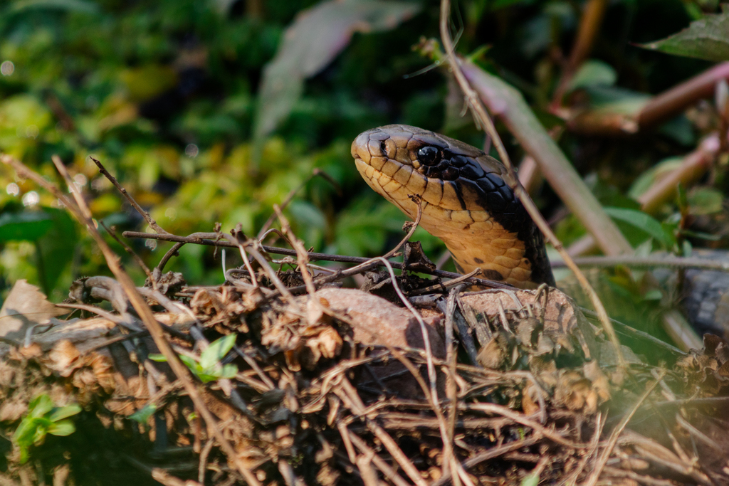 False Water Cobra from Mercedes, Corrientes, Argentina on August 25 ...