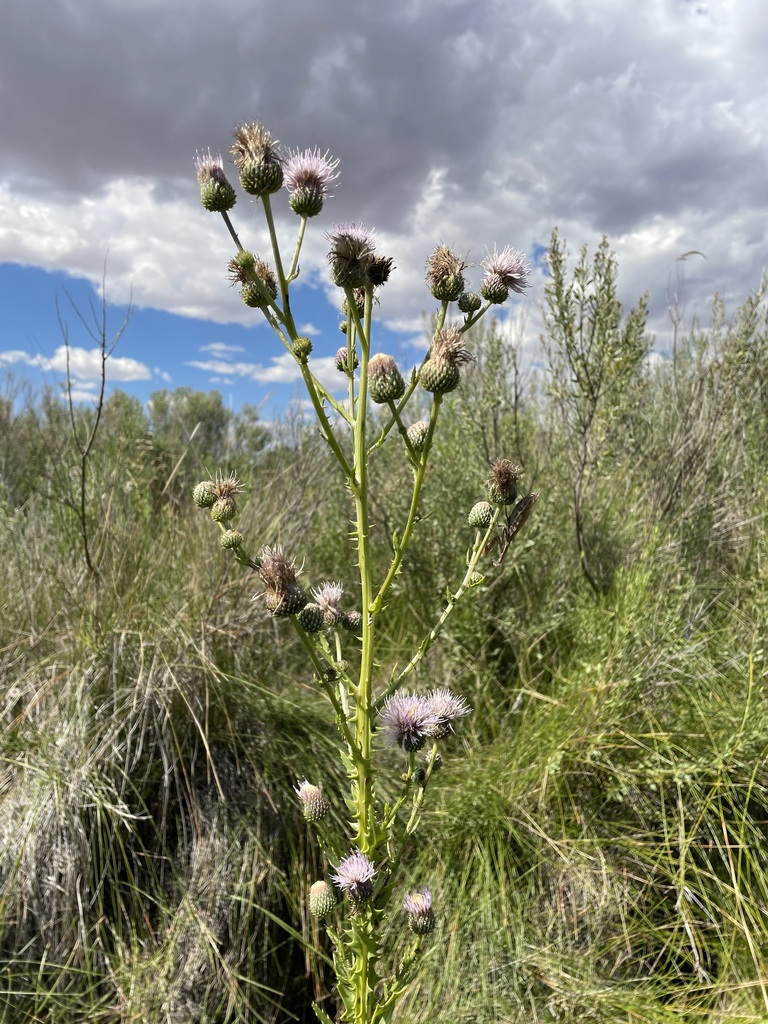 Wright's Marsh Thistle in September 2023 by Martin Purdy · iNaturalist