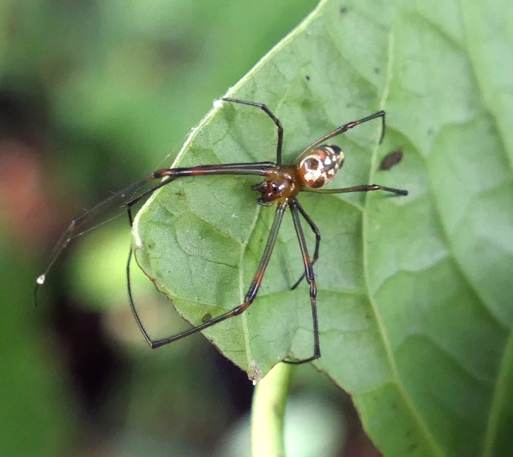 Orchard Spiders and Allies from Zona rural de Paudalho - Pernambuco on ...