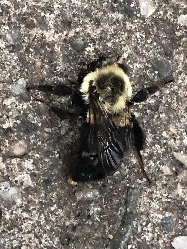 Common Eastern Bumble Bee from Manhattan, New York, NY, US on April 12 ...