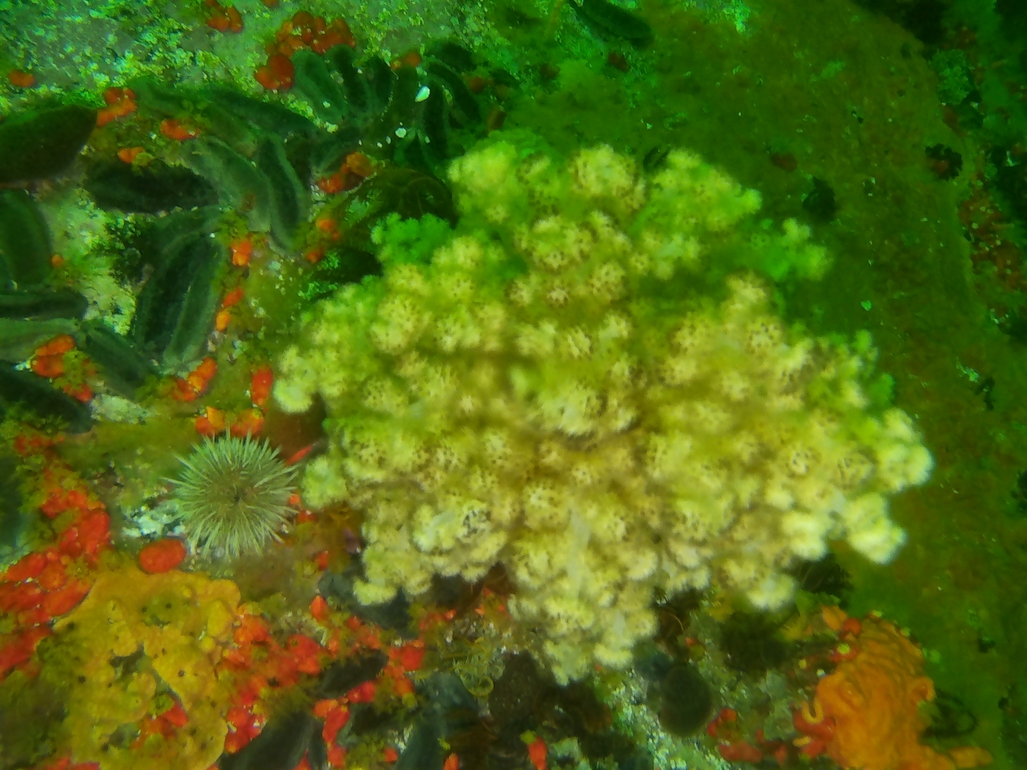 Eunephthya thyrsoidea (Verrill, 1865)