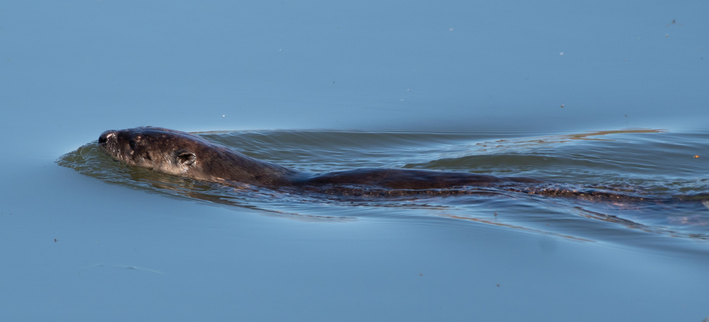 North American River Otter in April 2024 by Gordon Karre · iNaturalist