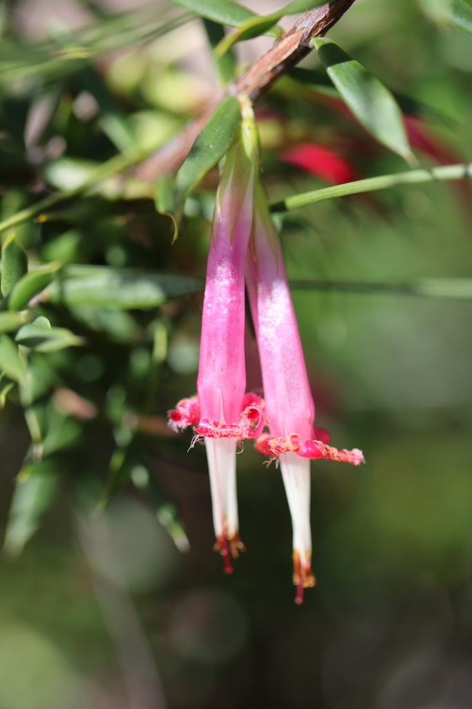 Red Five-corners in April 2024 by Nature_Lover. Spotted in an area that ...