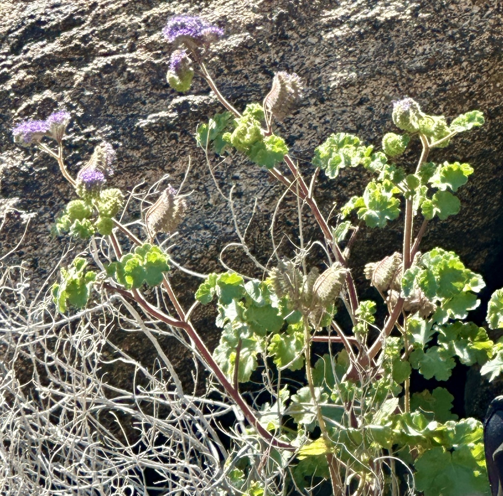 pedicellate phacelia from Santa Rosa and San Jacinto Mountains National ...