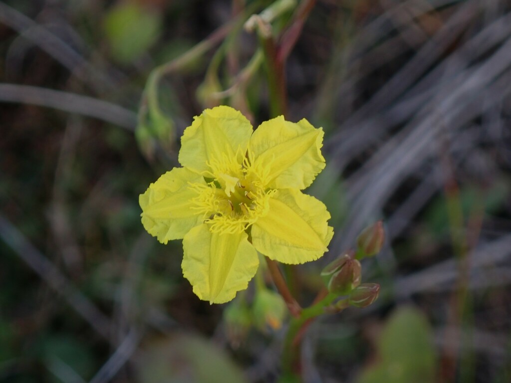 erect marsh flower from Yuraygir NSW 2464, Australia on April 9, 2024 ...