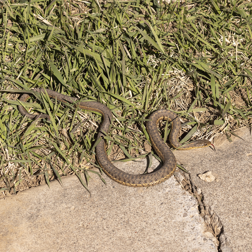Wandering Garter Snake from 6 miles SE of Meeker, Rio Blanco County, CO ...