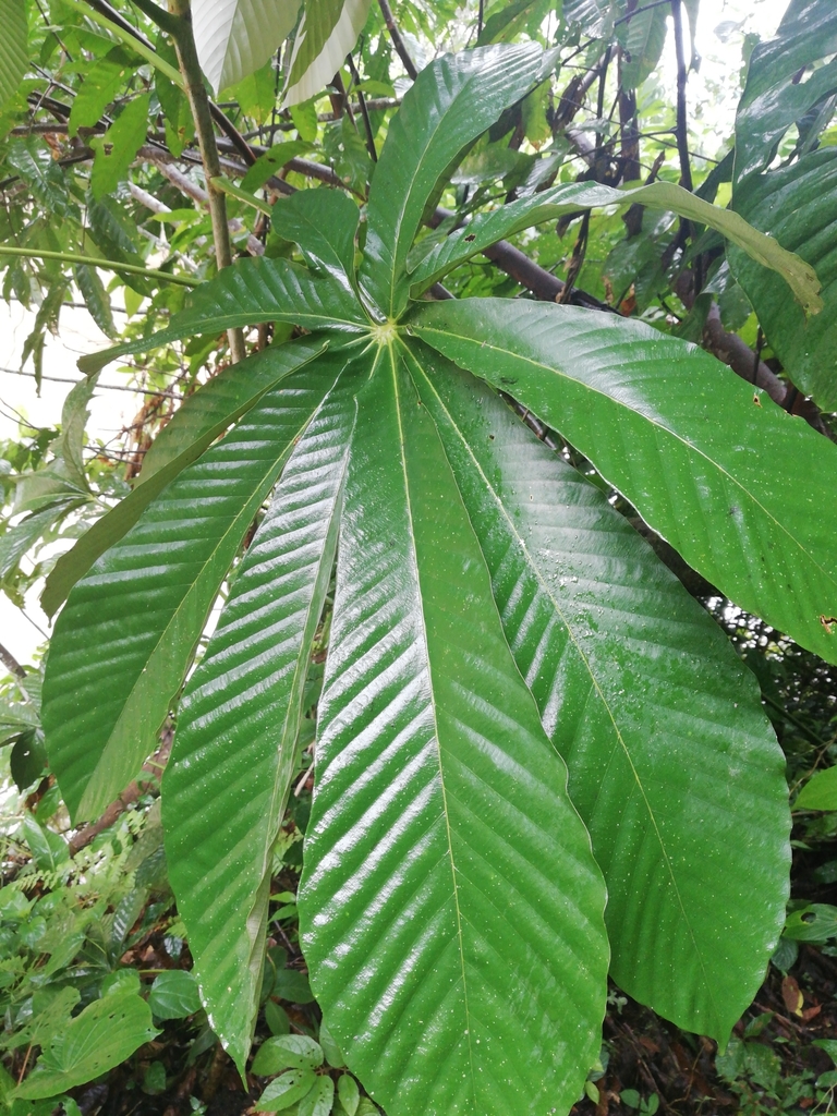 Amazon grape (Pourouma cecropiifolia) - Botanical Realm