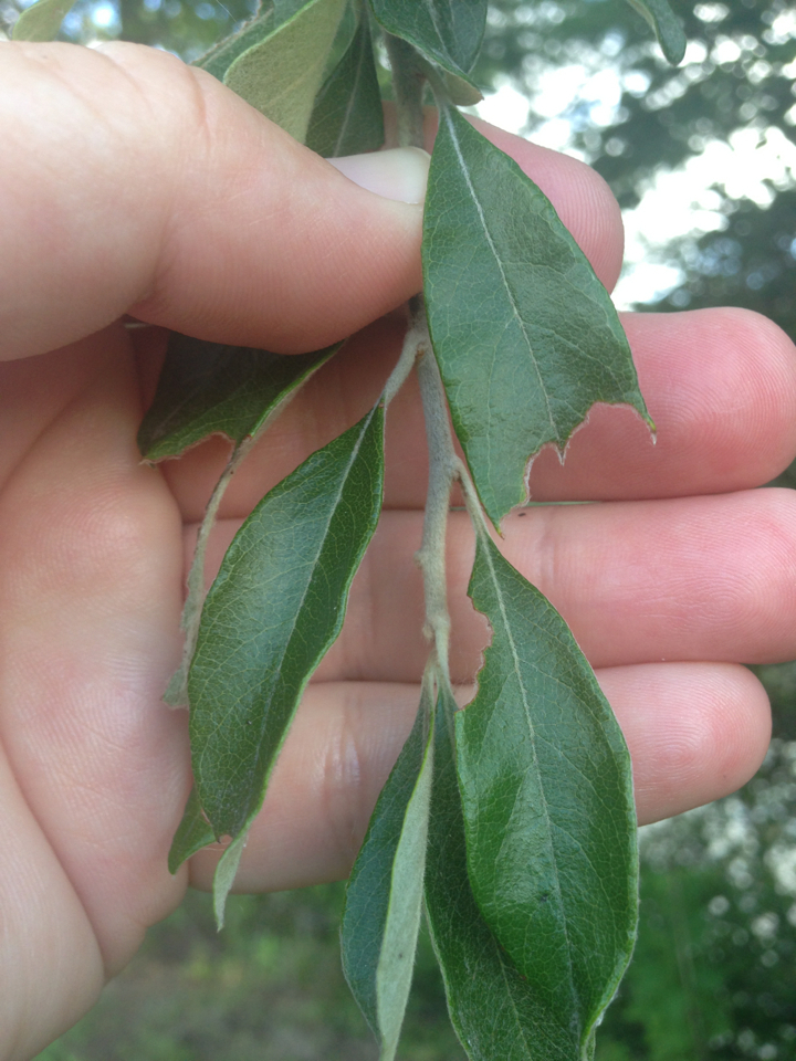 Gum Bully (MatBio: TREES & SHRUBS - Matanzas Biodiversity) · iNaturalist