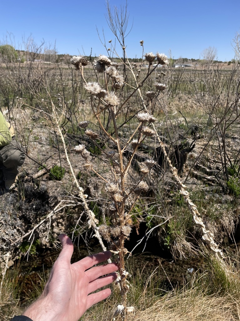Wright's Marsh Thistle in April 2024 by Martin Purdy. Last year's ...