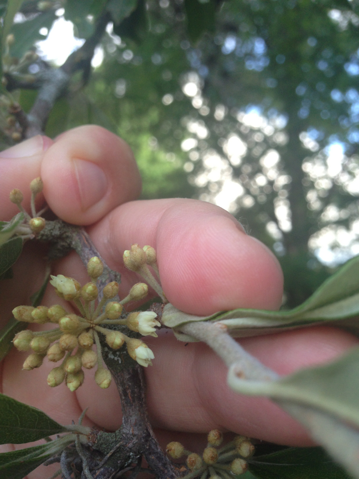 Gum Bully (MatBio: TREES & SHRUBS - Matanzas Biodiversity) · iNaturalist