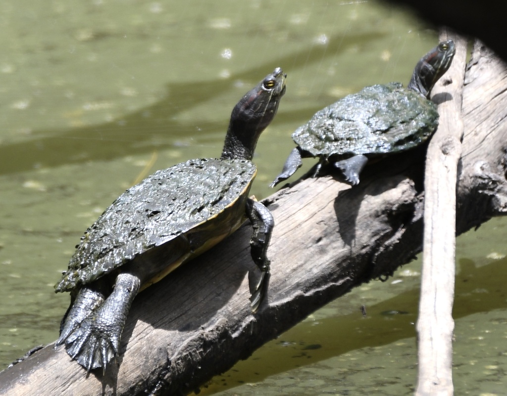 Puerto Rican Slider in April 2024 by Brett Hillman · iNaturalist