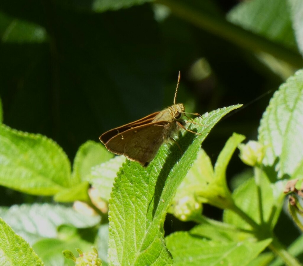 Australian Skippers from Springbrook QLD 4213, Australia on April 12 ...